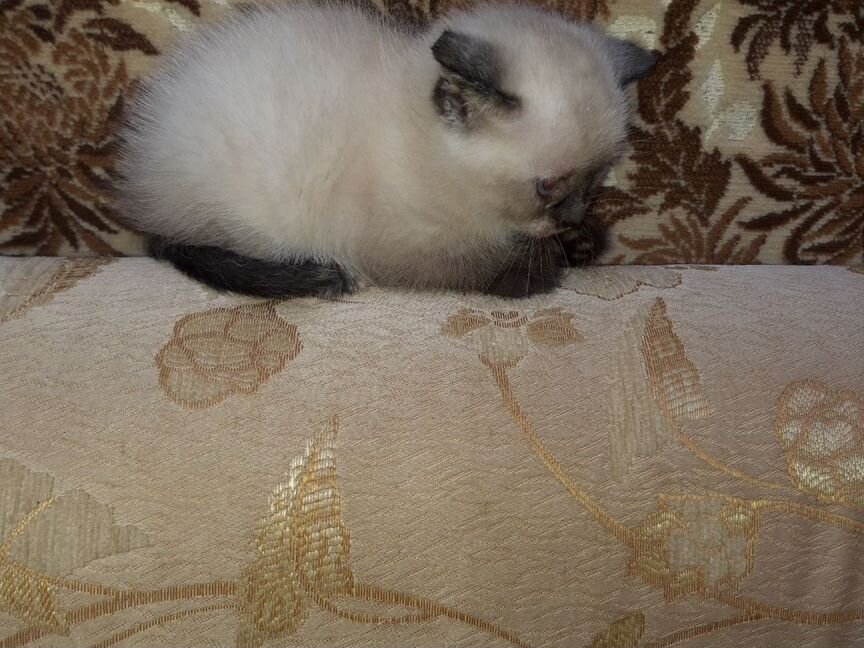 Отдам котёнка в добрые руки