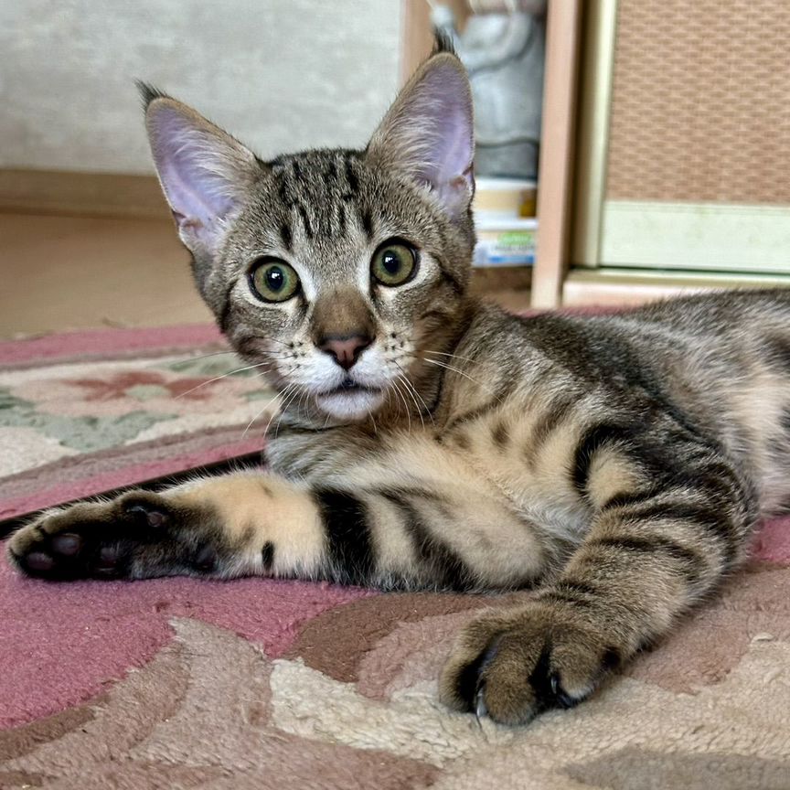 Котенок каракет ф5