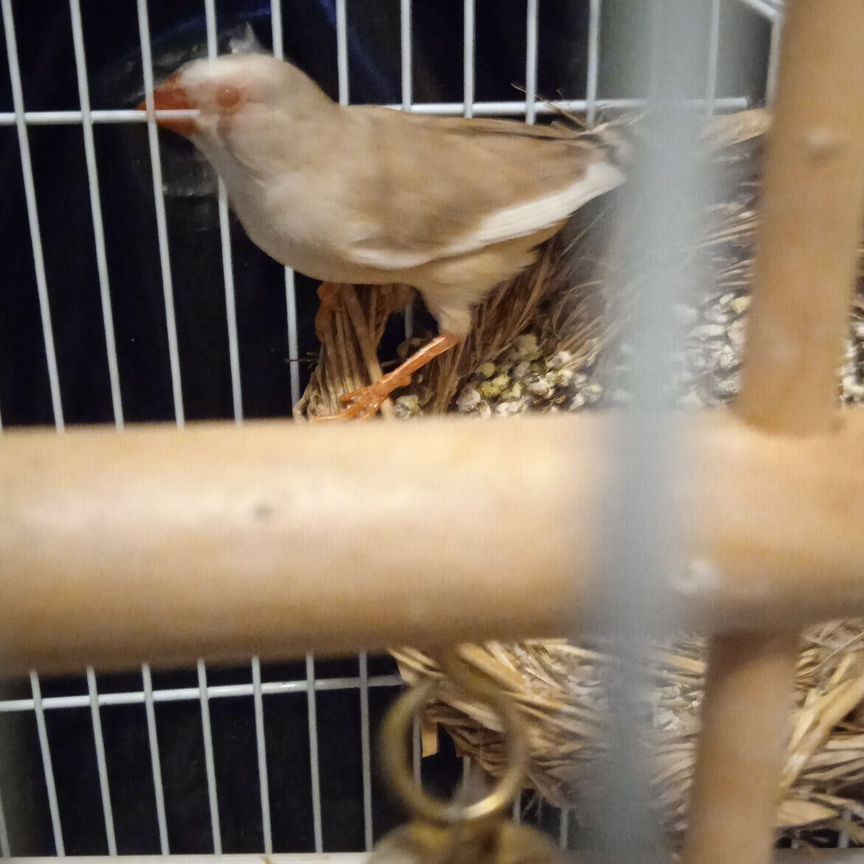 Птичка амадин