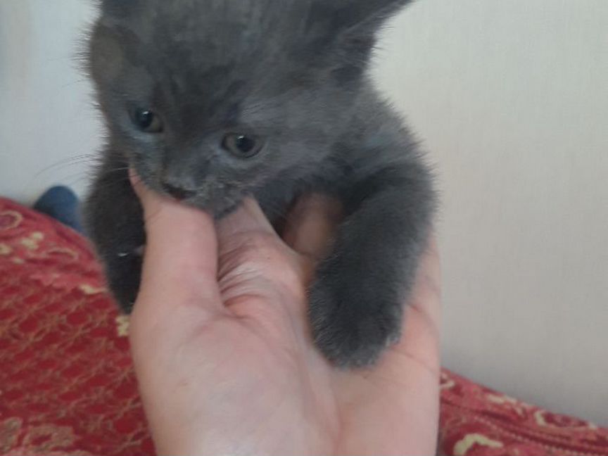 Кот русская голубая отдам в добрые руки