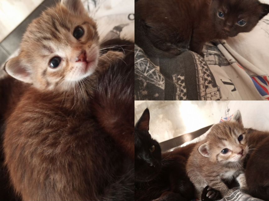 Котятки-тигрули