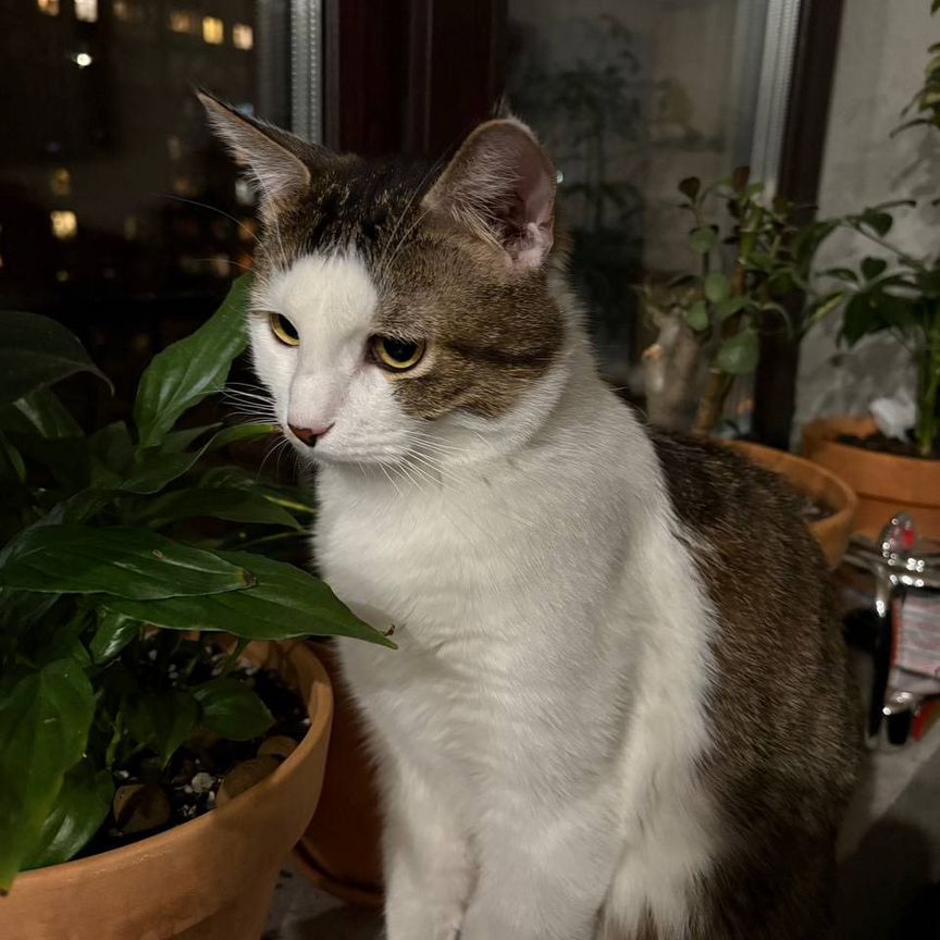 Котик в добрые руки 7 месяцев