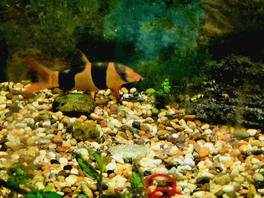 Рыба боция клоун