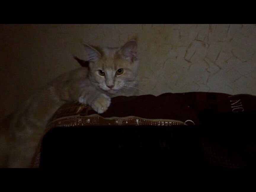 Продам кошку породы мейн-кун