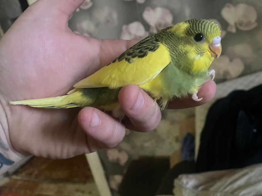 Ручной волнистый попугай