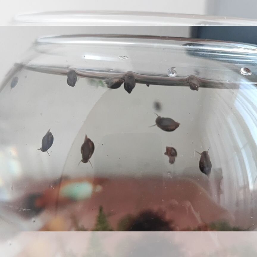 Улитки аквариумные