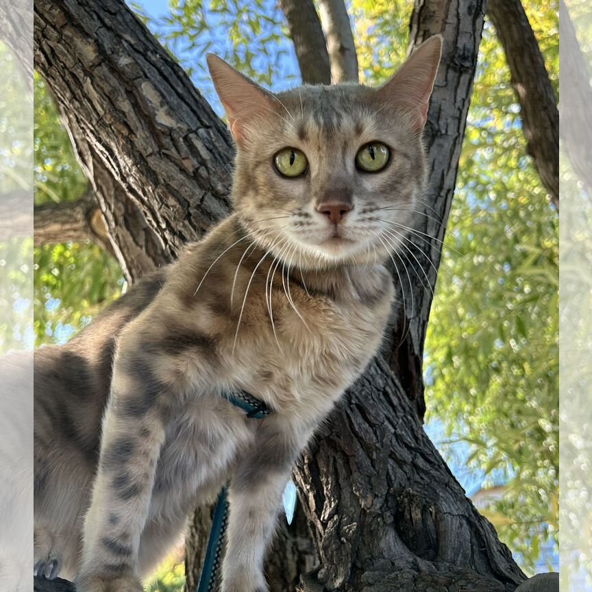 Бенгальская, взрослая кошка