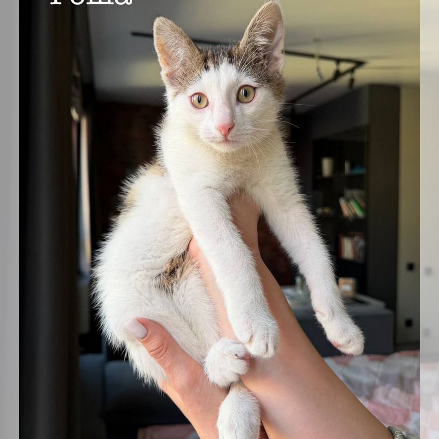 Котёнок в добрые руки