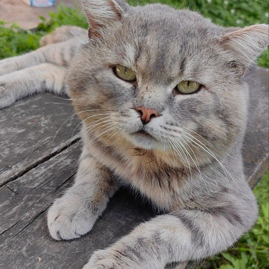 Шикарный котик ищет дом