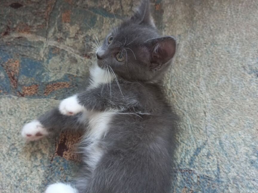 Кошка бесплатно 3 месяца