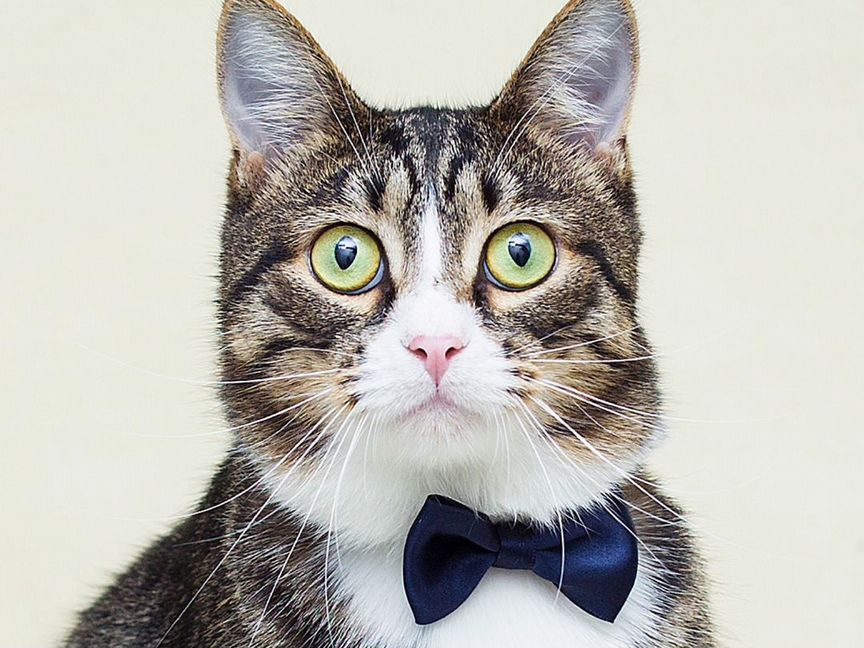 Котик, который не влез в бабочку