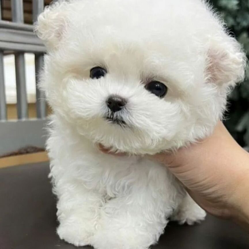 Щенки поманис