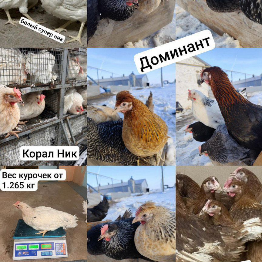 Куры молодки несушки