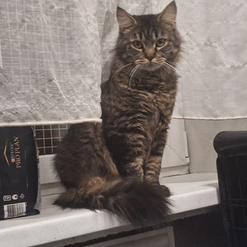 Взрослый кот в добрые руки