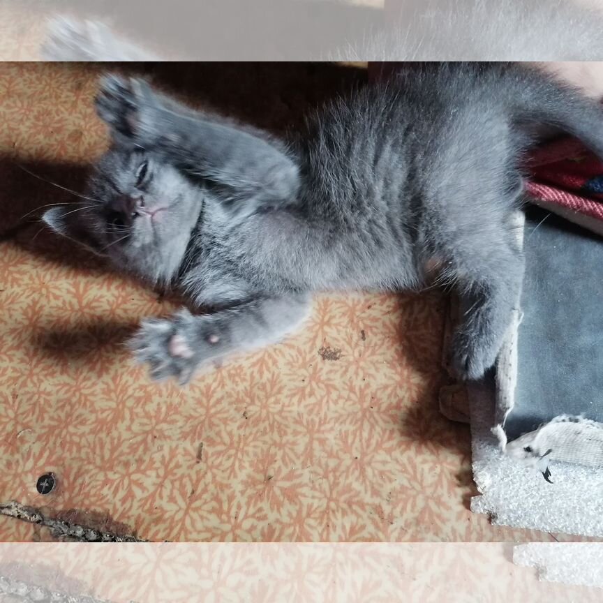 Отдам в добрые руки