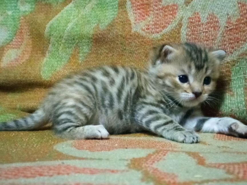 Котейка, девочка