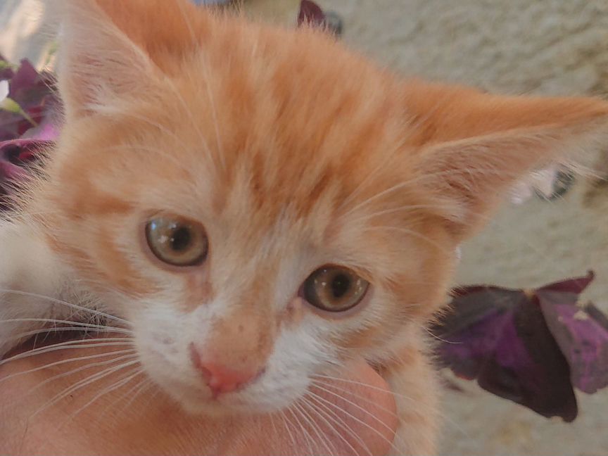 Котейка в добрые руки