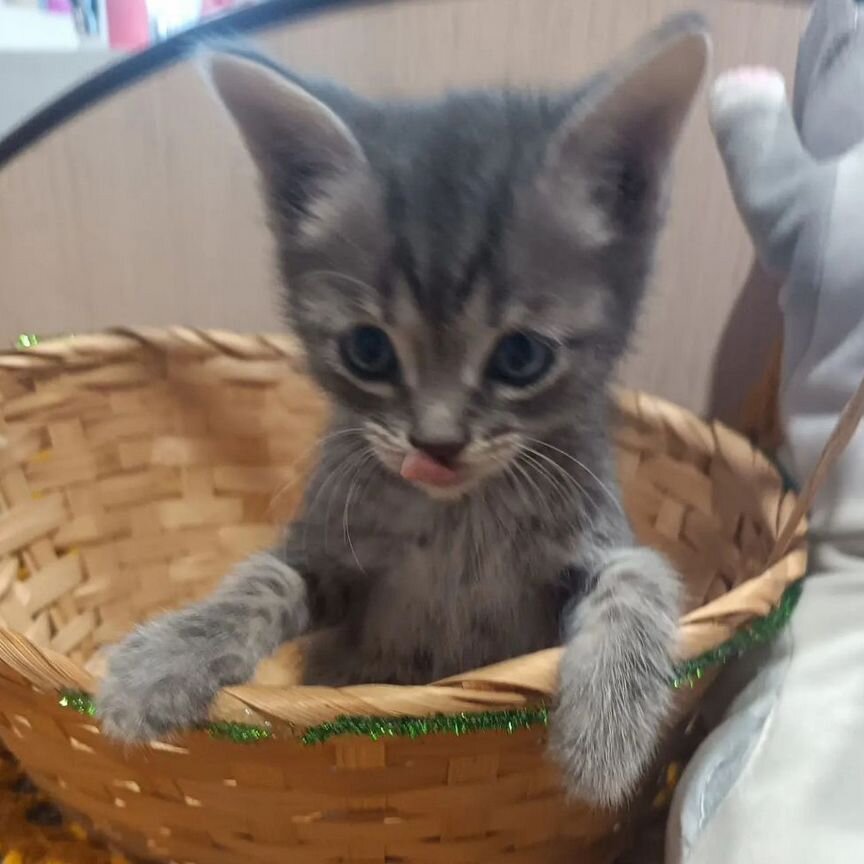 Котёнок в добрые руки