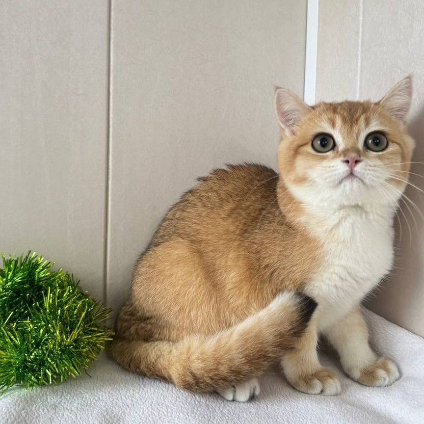 Золотой Маркус