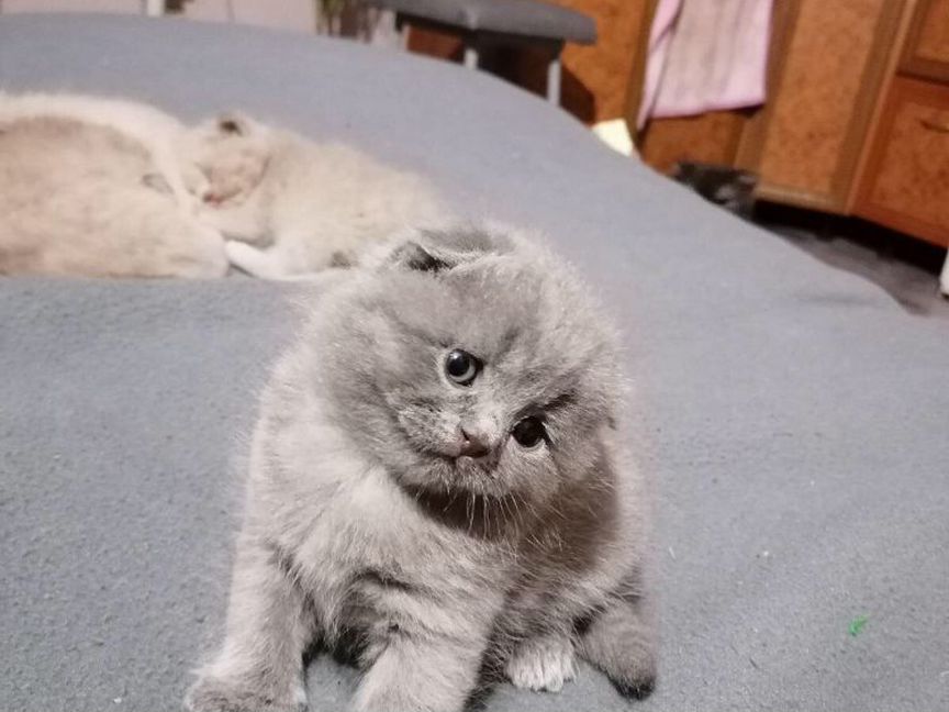 Шотландский кот вязка