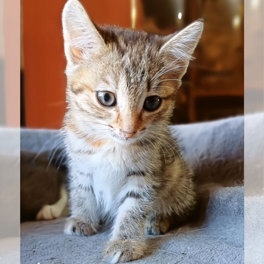 Котенок