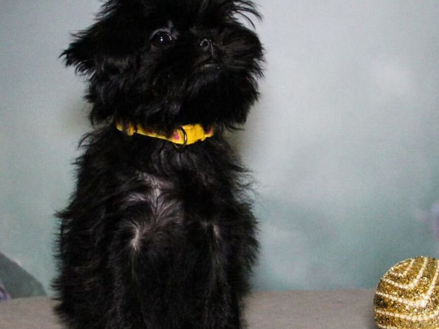 Аффенпинчер