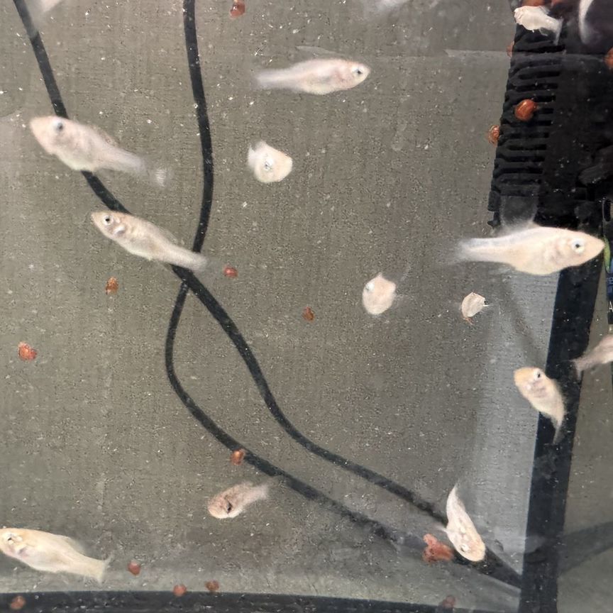 Моллинезия белая