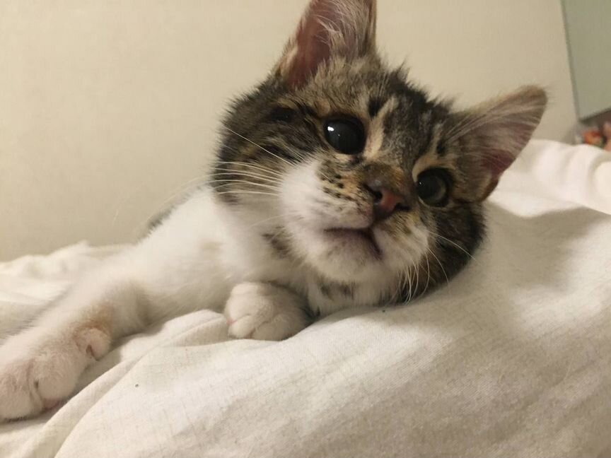 Любящую семью для котика