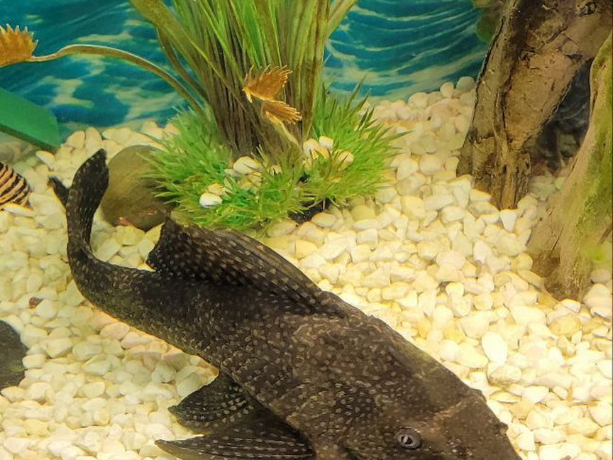 Сом Птеригоплихт парчевый