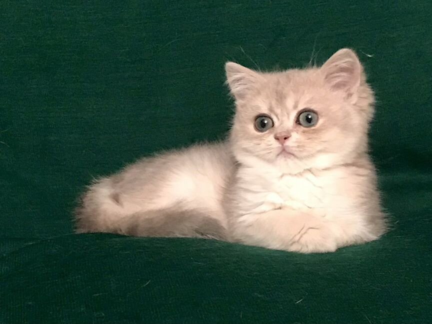 Очень ласковая малышка