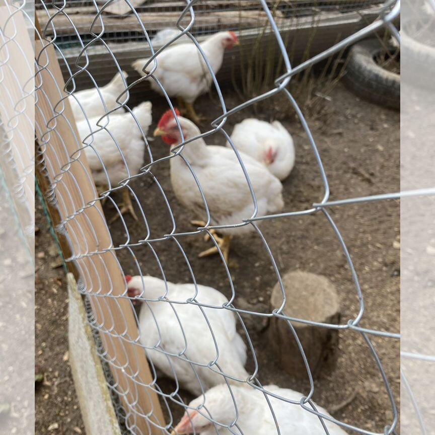 Куры бройлеры живым весом домашние