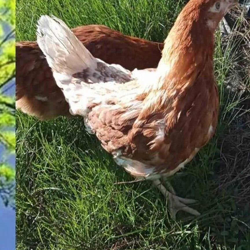 Продажа кур несушек смышляевка