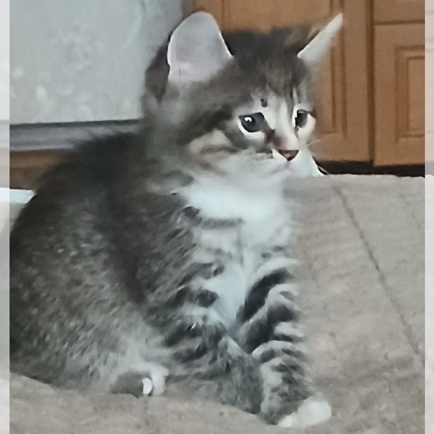 Котёнок в добрые руки