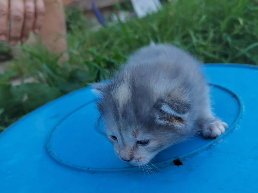 Отдам котят в добрые руки. 2 августа рождения