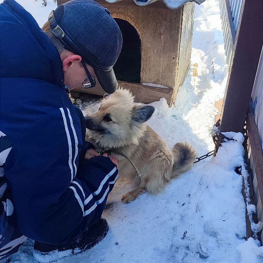 Собака в добрые руки