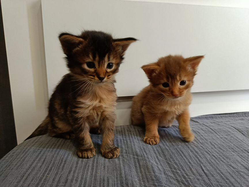 Сомалийские котята