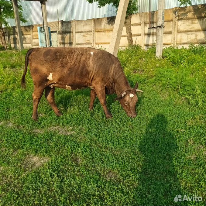 Корова 1,7 месяцев телёнок 6 мес