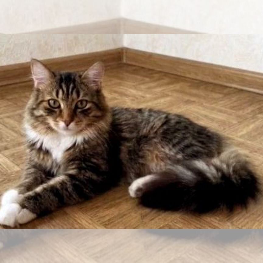Сибирский, взрослый кот