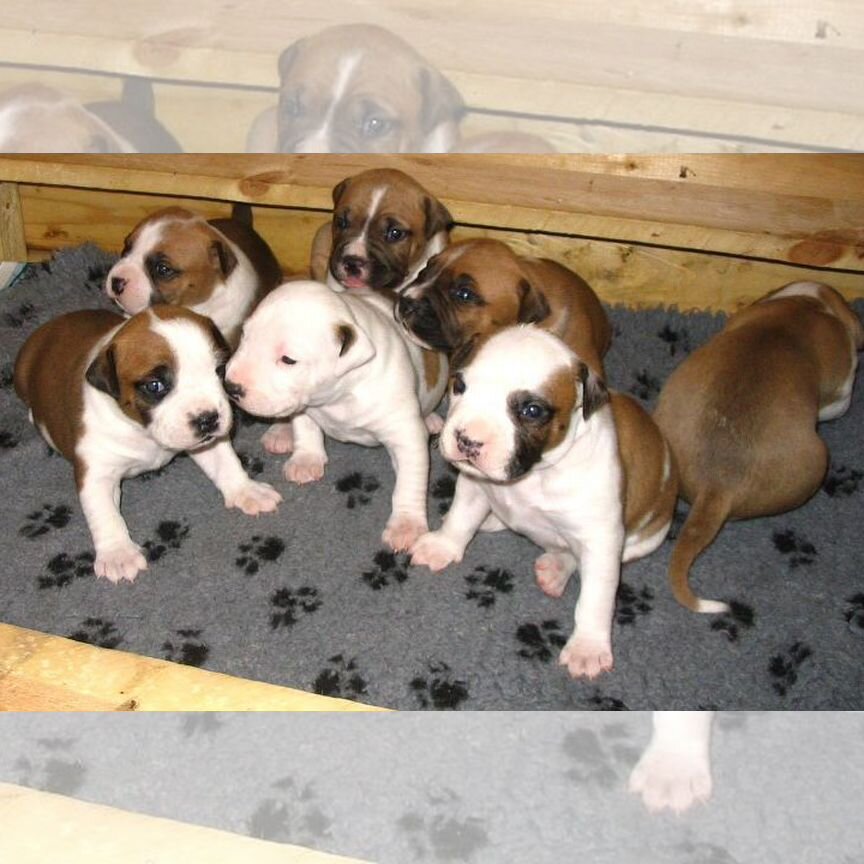 Щенки стаффорда