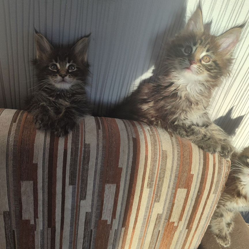 Мейн-кун котёнок