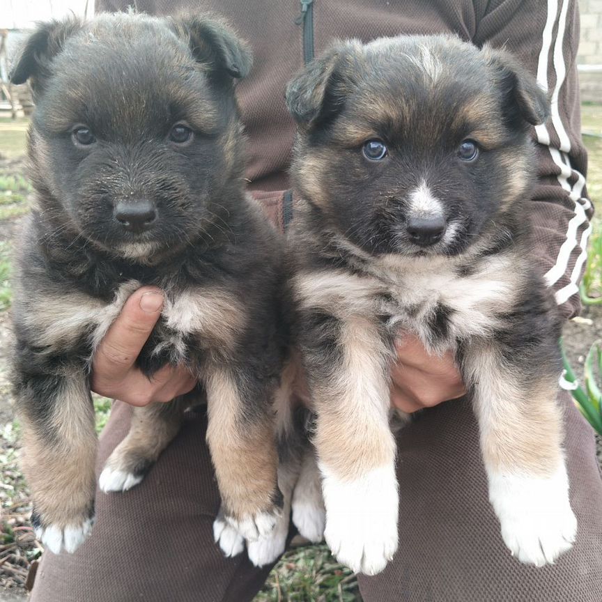 Немецкая овчарка, щенок