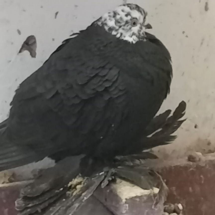 Голуби продажа бойные