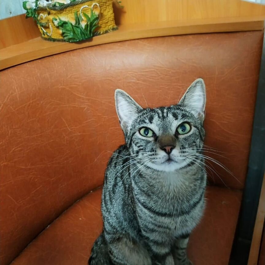 Кошечка Рыся