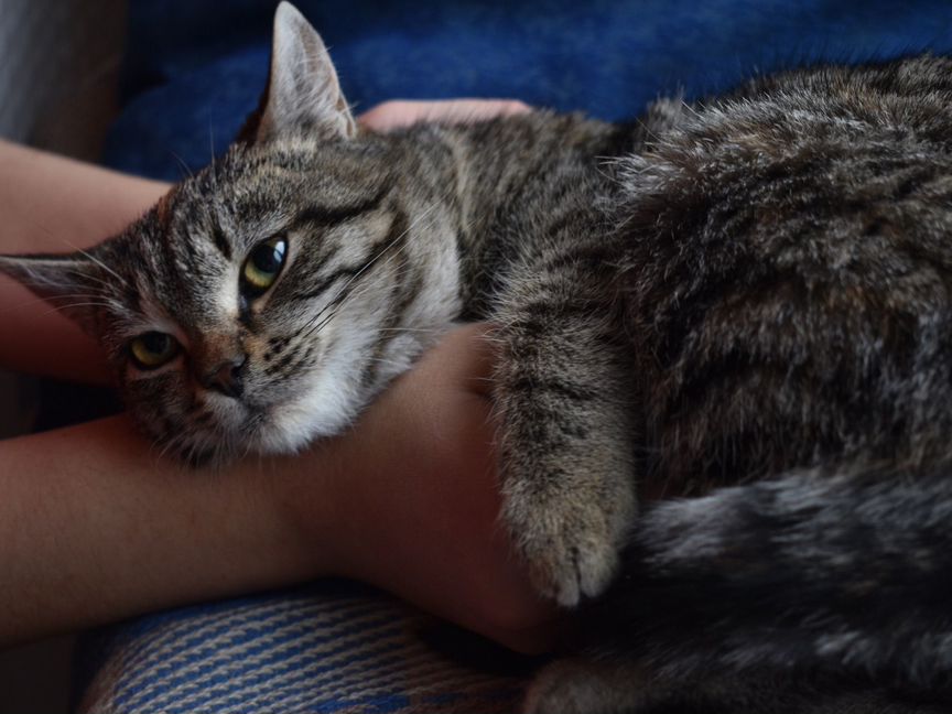 Котенок-девочка