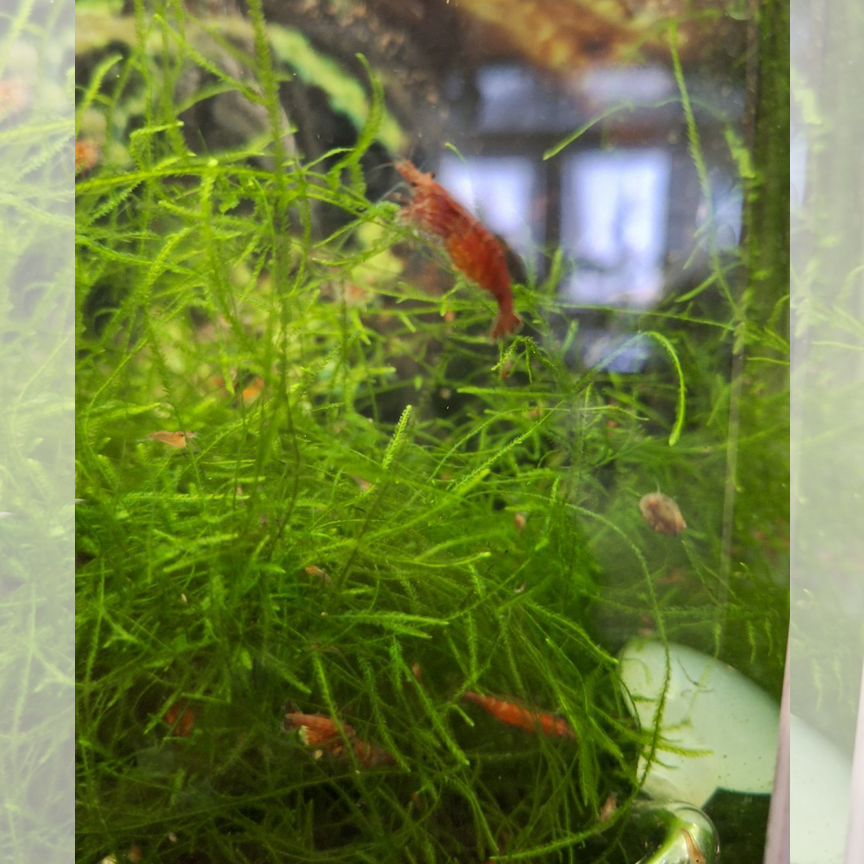 Креветки Вишня