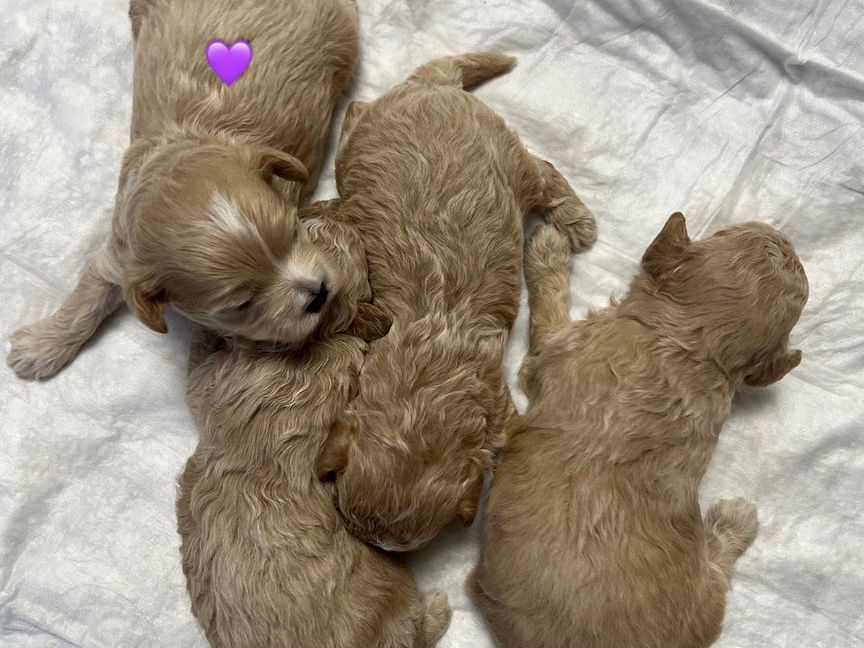 Мальтипу ф1 малыши Корея