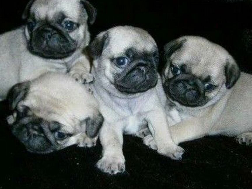 Сладкие булочки