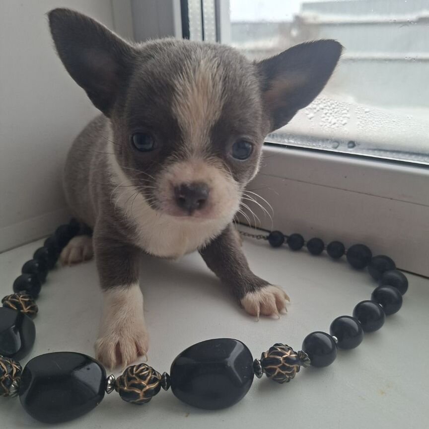 Чихуахуа, щенок