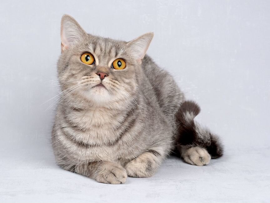 Серьезная Лили ищет дом