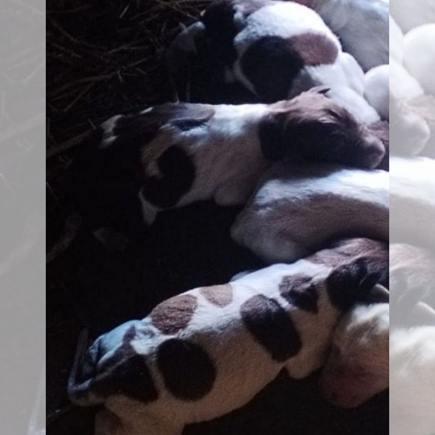 Щенки дратхаара